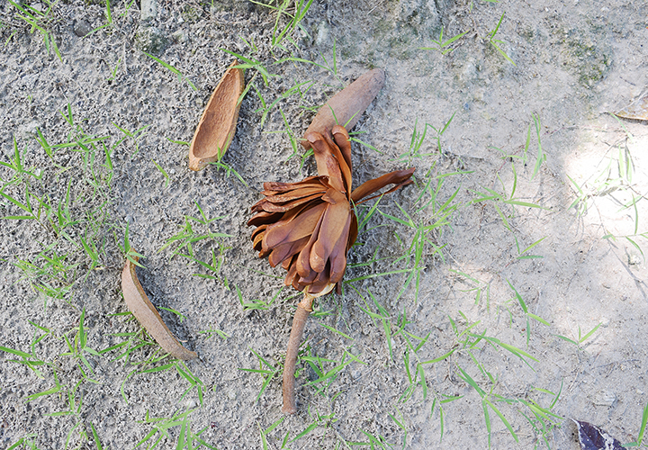 June 2023 – Mama Earth – Green projects and social responsibility